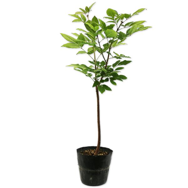 【アラゲアオダモ】（荒毛青?） 読み：あらげあおだも 学名：Fraxinus lanuginosa モクセイ科トネリコ属 落葉高木 別名：ケアオダ  【商品情報】 アラゲアオダモは落葉高木です。北海道から九州まで自生しています。木製バットの...