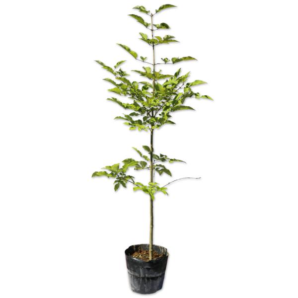【アラゲアオダモ】（荒毛青?） 読み：あらげあおだも 学名：Fraxinus lanuginosa モクセイ科トネリコ属 落葉高木 別名：ケアオダ  【商品情報】 アラゲアオダモは落葉高木です。北海道から九州まで自生しています。木製バットの...