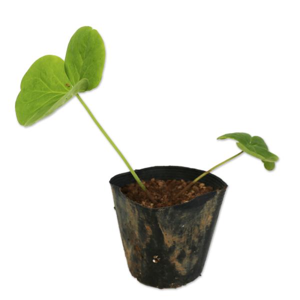 【オキザリス】(花片喰) 読み：おきざりす/しろけい 学名：Oxalis regnellii カタバミ科カタバミ属 球根性   【商品情報】 オキザリスは30ｃｍ程度になります。カタバミ属の園芸品種を総称してオキザリスといいます。熱帯から南...