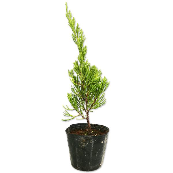 【カイヅカイブキ】（貝塚伊吹） 読み：かいづかいぶき 学名：Juniperus chinensis 'Kaizuka'  ヒノキ科ビャクシン属 常緑高木 別名：カイヅカビャクシン  【商品情報】 カイヅカイブキは10ｍ程度までなる常緑高木で...