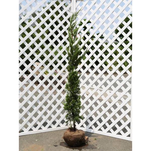 【カイヅカイブキ】（貝塚伊吹） 読み：かいづかいぶき 学名：Juniperus chinensis 'Kaizuka'  ヒノキ科ビャクシン属 常緑高木 別名：カイヅカビャクシン  【商品情報】 カイヅカイブキは10ｍ程度までなる常緑高木で...