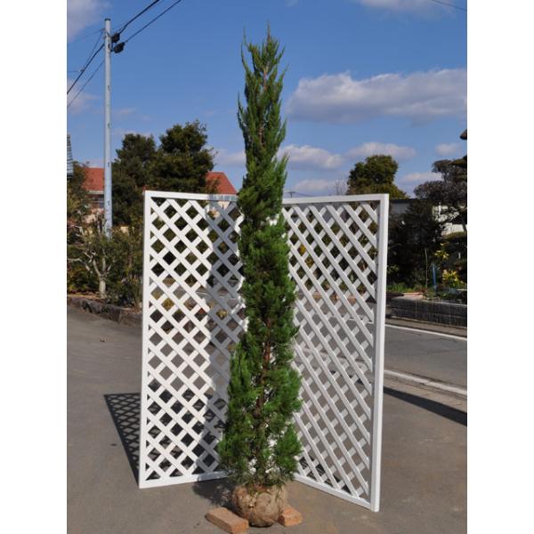 【カイヅカイブキ】（貝塚伊吹） 読み：かいづかいぶき 学名：Juniperus chinensis 'Kaizuka'  ヒノキ科ビャクシン属 常緑高木 別名：カイヅカビャクシン  【商品情報】 カイヅカイブキは10ｍ程度までなる常緑高木で...