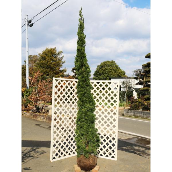 【カイヅカイブキ】（貝塚伊吹） 読み：かいづかいぶき 学名：Juniperus chinensis 'Kaizuka'  ヒノキ科ビャクシン属 常緑高木 別名：カイヅカビャクシン  【商品情報】 カイヅカイブキは10ｍ程度までなる常緑高木で...