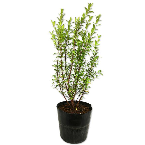 【ギンバイカ】（銀梅花） 読み：ぎんばいか 学名：Myrtus communis フトモモ科ギンバイカ属 常緑高木 別名：マートル、イワイノキ  【商品情報】 ギンバイカは3ｍ程度になる常緑高木です。初夏に花糸が目立つ純白の花が咲きます。多...