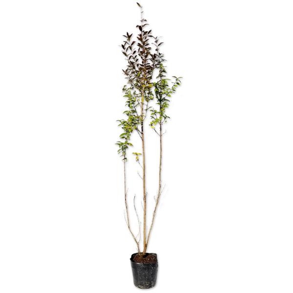 【ギンバイカ】（銀梅花） 読み：ぎんばいか 学名：Myrtus communis フトモモ科ギンバイカ属 常緑高木 別名：マートル、イワイノキ  【商品情報】 ギンバイカは3ｍ程度になる常緑高木です。初夏に花糸が目立つ純白の花が咲きます。多...