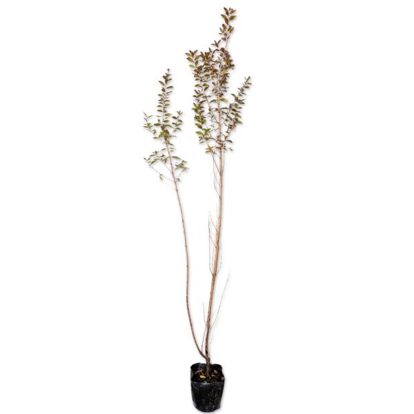 【ギンバイカ】（銀梅花） 読み：ぎんばいか 学名：Myrtus communis フトモモ科ギンバイカ属 常緑高木 別名：マートル、イワイノキ  【商品情報】 ギンバイカは3ｍ程度になる常緑高木です。初夏に花糸が目立つ純白の花が咲きます。多...