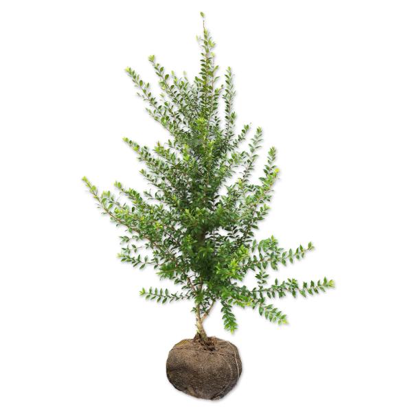 【ギンバイカ】（銀梅花） 読み：ぎんばいか 学名：Myrtus communis フトモモ科ギンバイカ属 常緑高木 別名：マートル、イワイノキ  【商品情報】 ギンバイカは3ｍ程度になる常緑高木です。初夏に花糸が目立つ純白の花が咲きます。多...