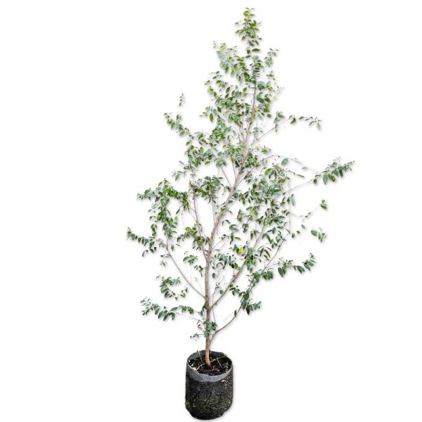 【ギンバイカ】（銀梅花） 読み：ぎんばいか 学名：Myrtus communis フトモモ科ギンバイカ属 常緑高木 別名：マートル、イワイノキ  【商品情報】 ギンバイカは3ｍ程度になる常緑高木です。初夏に花糸が目立つ純白の花が咲きます。多...