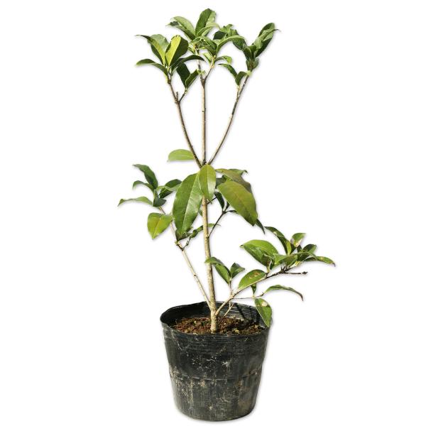 【キンモクセイ】（金木犀） 読み：きんもくせい 学名：Osmanthus fragrans var. aurantiacus モクセイ科モクセイ属 常緑高木 別名：ケイカ、タンケイ、モクセイカ  【商品情報】 綺麗な緑が特徴で生垣によく使わ...