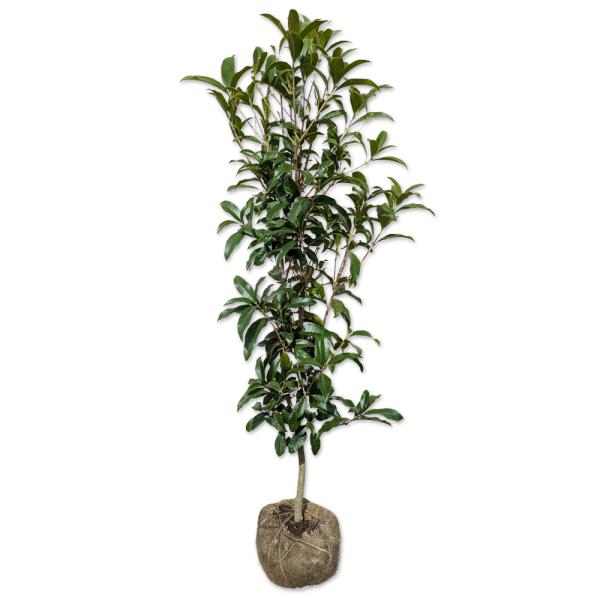 【キンモクセイ】（金木犀） 読み：きんもくせい 学名：Osmanthus fragrans var. aurantiacus モクセイ科モクセイ属 常緑高木 別名：ケイカ、タンケイ、モクセイカ  【商品情報】 綺麗な緑が特徴で生垣によく使わ...