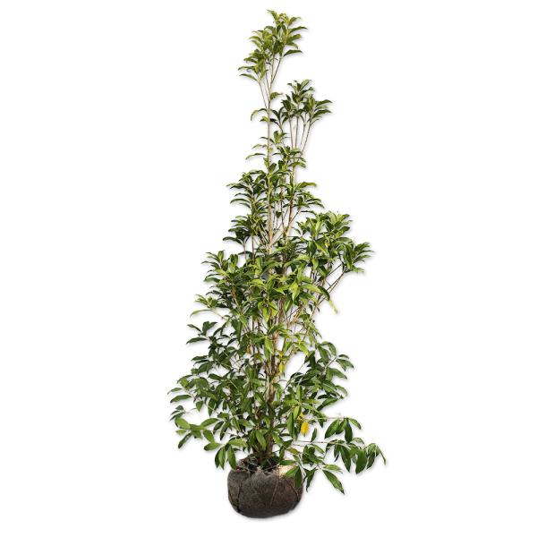 【キンモクセイ】（金木犀） 読み：きんもくせい 学名：Osmanthus fragrans var. aurantiacus モクセイ科モクセイ属 常緑高木 別名：ケイカ、タンケイ、モクセイカ  【商品情報】 綺麗な緑が特徴で生垣によく使わ...