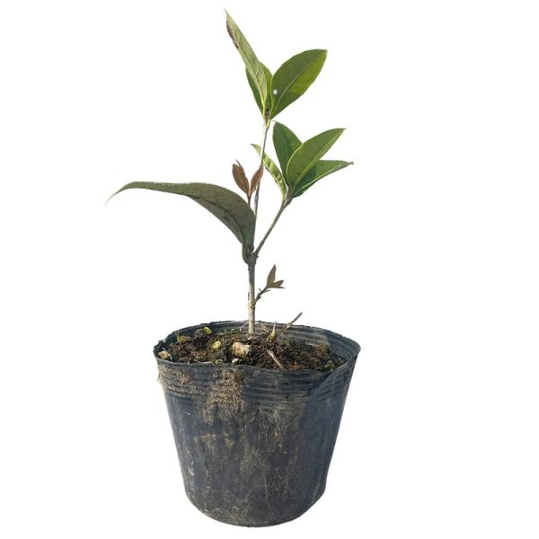 【ギンモクセイ】（銀木犀） 読み：ぎんもくせい 学名：Osmanthus fragrans Lour. var. fragrans モクセイ科モクセイ属 常緑高木 別名：  【商品情報】 ギンモクセイは綺麗な緑が特徴で生垣によく使われる樹種...