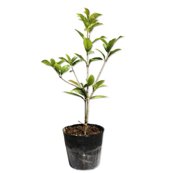 【ギンモクセイ】（銀木犀） 読み：ぎんもくせい 学名：Osmanthus fragrans Lour. var. fragrans モクセイ科モクセイ属 常緑高木 別名：  【商品情報】 ギンモクセイは綺麗な緑が特徴で生垣によく使われる樹種...