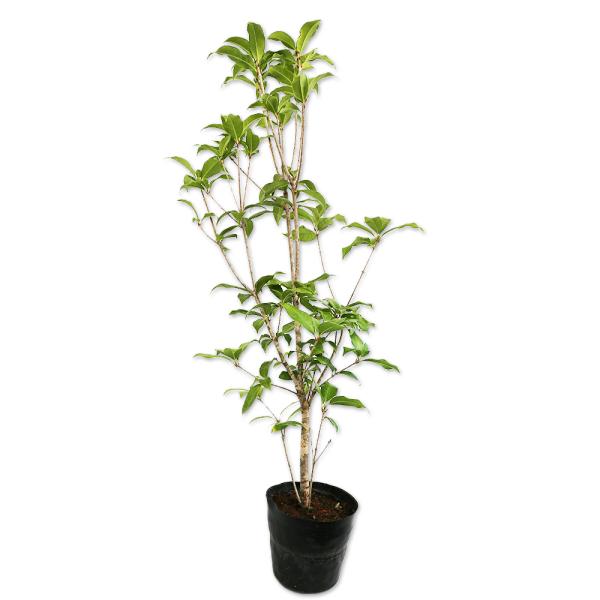 【ギンモクセイ】（銀木犀） 読み：ぎんもくせい 学名：Osmanthus fragrans Lour. var. fragrans モクセイ科モクセイ属 常緑高木 別名：  【商品情報】 ギンモクセイは綺麗な緑が特徴で生垣によく使われる樹種...