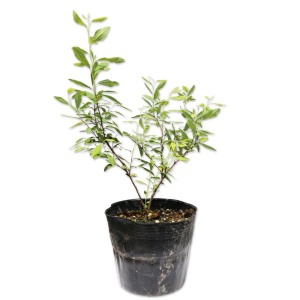 【コデマリ】（小手毬） 読み：こでまり 学名：Spiraea cantoniensis バラ科シモツケ属 落葉低木 別名：スズカケ、テマリバナ  【商品情報】 コデマリは3ｍ程度になる落葉低木です。中国原産の品種で庭木としてよく植えられてい...