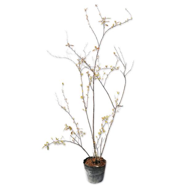 【コデマリ】（小手毬） 読み：こでまり 学名：Spiraea cantoniensis バラ科シモツケ属 落葉低木 別名：スズカケ、テマリバナ  【商品情報】 コデマリは3ｍ程度になる落葉低木です。中国原産の品種で庭木としてよく植えられてい...