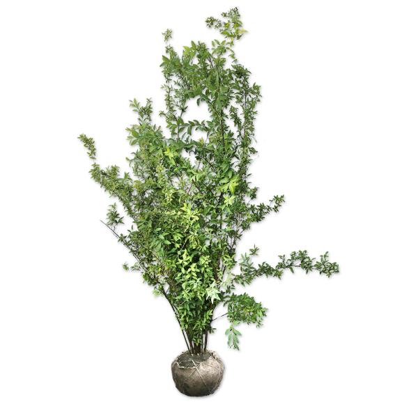【コデマリ】（小手毬） 読み：こでまり 学名：Spiraea cantoniensis バラ科シモツケ属 落葉低木 別名：スズカケ、テマリバナ  【商品情報】 コデマリは3ｍ程度になる落葉低木です。中国原産の品種で庭木としてよく植えられてい...