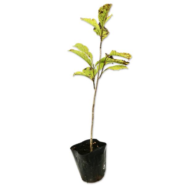 【コブシ】（辛夷） 読み：こぶし 学名：Magnolia kobus モクレン科モクレン属 落葉高木 別名：ヤマアララギ、ヤマモクレン、コブシハジカミ、ヒキザクラ  【商品情報】 コブシは落葉高木で花が美しい品種です。モクレンに良く似た花を...