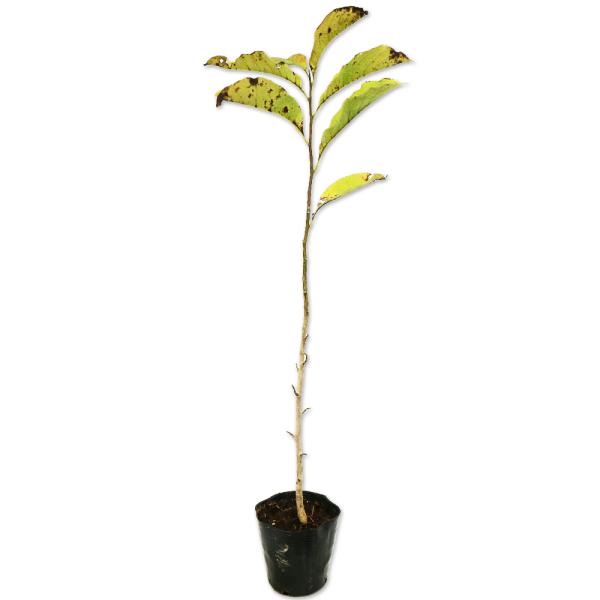 【コブシ】（辛夷） 読み：こぶし 学名：Magnolia kobus モクレン科モクレン属 落葉高木 別名：ヤマアララギ、ヤマモクレン、コブシハジカミ、ヒキザクラ  【商品情報】 コブシは落葉高木で花が美しい品種です。モクレンに良く似た花を...