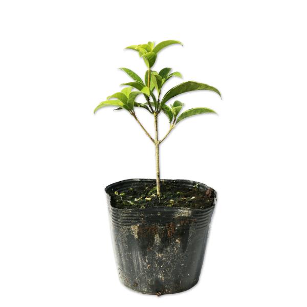 【四季咲きモクセイ】（四季咲き木犀） 読み：しきざきもくせい 学名：Oleaceae　Osmanthus  モクセイ科モクセイ属 常緑高木 別名：  【商品情報】 四季咲きモクセイはキンモクセイと比べて秋だけでなく、真夏以外の一年中何度か花...