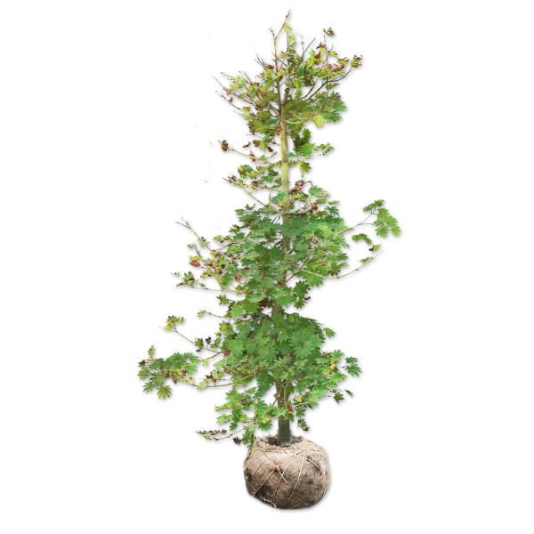 【コハウチワカエデ】（小葉団扇楓） 読み：こはうちわかえで 学名 ： Acer sieboldianum ムクロジ科カエデ属 落葉高木 別名：メイゲツカエデ、イタヤメイゲツ  【商品情報】 コハウチワカエデはとても綺麗な紅葉を見せてくれます...