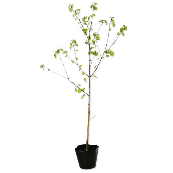 【カツラ】（桂） 読み：かつら 学名：Cercidiphyllum japonicum カツラ科カツラ属 落葉高木 別名：コウノキ、オカズラ  【商品情報】 カツラはハート型の葉が特徴です。秋には美しく黄葉します。葉からはカラメルのような甘...