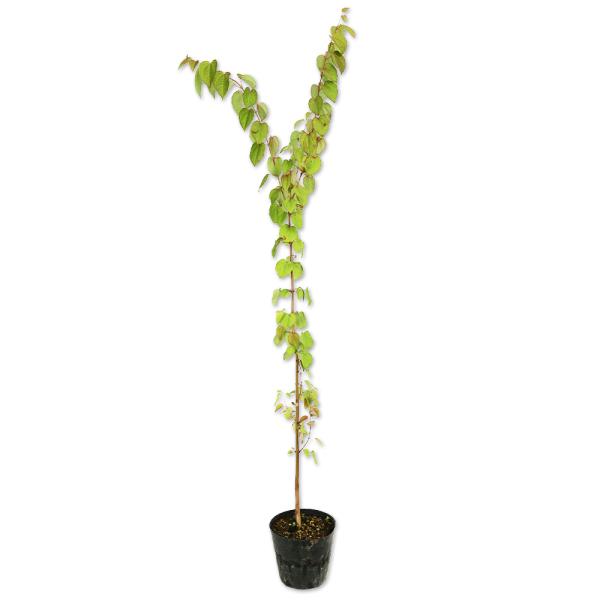 【カツラ】（桂） 読み：かつら 学名：Cercidiphyllum japonicum カツラ科カツラ属 落葉高木 別名：コウノキ、オカズラ  【商品情報】 カツラはハート型の葉が特徴です。秋には美しく黄葉します。葉からはカラメルのような甘...