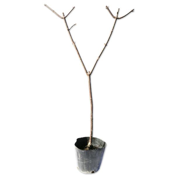 【ガマズミ】（莢?） 読み：がまずみ 学名：Viburnum dilatatum スイカズラ科ガマズミ属 落葉低木 別名：ヨツズミ、ヨウゾメ、ヨソズミ  【商品情報】 ガマズミは4ｍ程度になる落葉低木です。5月頃に独特な香りがする白い花が咲...