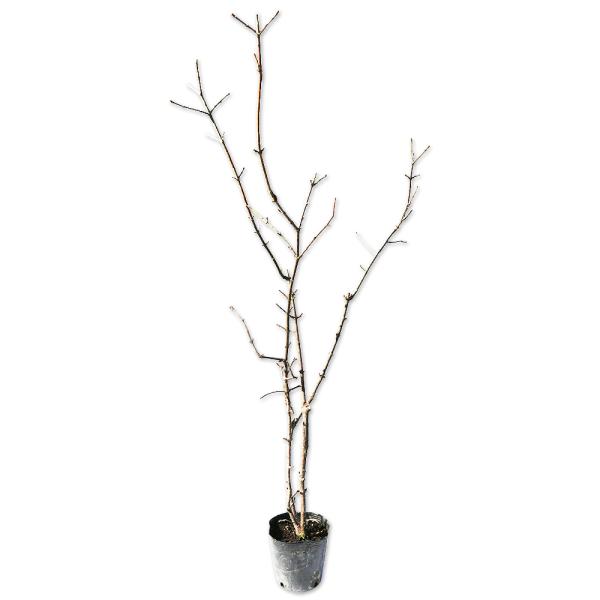 【ガマズミ】（莢?） 読み：がまずみ 学名：Viburnum dilatatum スイカズラ科ガマズミ属 落葉低木 別名：ヨツズミ、ヨウゾメ、ヨソズミ  【商品情報】 ガマズミは4ｍ程度になる落葉低木です。5月頃に独特な香りがする白い花が咲...