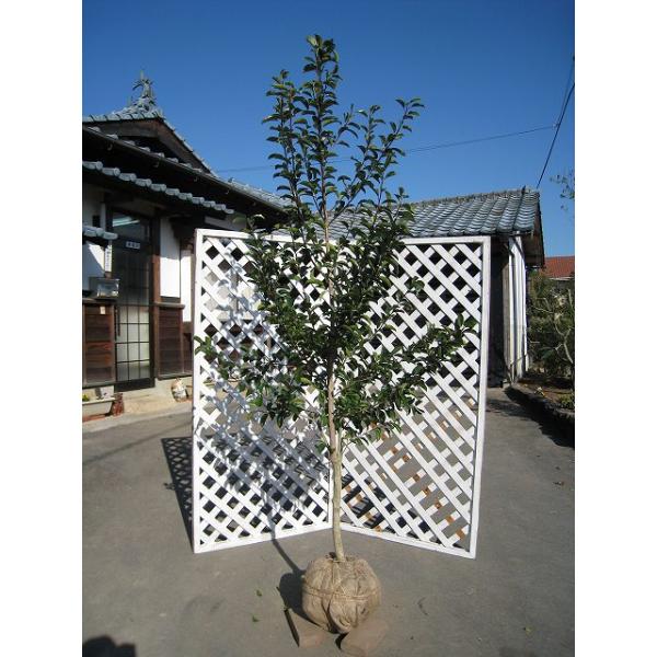 【クロガネモチ】（黒鉄黐） 読み：くろがねもち 学名：Ilex rotunda モチノキ科モチノキ属 常緑高木 別名：クロガネノキ  【商品情報】 クロガネモチは青々とした皮質の光沢がある葉が特徴です。枝ぶりもよく、ボリュームが出て1本のみ...