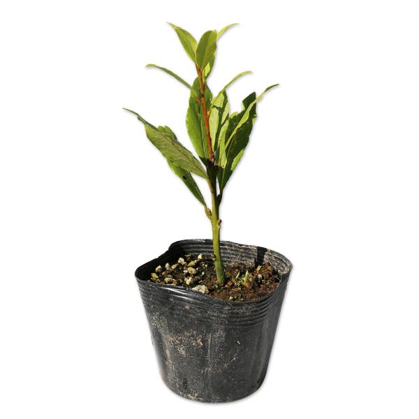 【ゲッケイジュ】（月桂樹） 読み：げっけいじゅ 学名：Laurus nobilis クスノキ科ゲッケイジュ属 常緑高木 別名：セイヨウニッケイ、ベイ、ベイリーフ、ローレル、ローリエ  【商品情報】 ゲッケイジュは勝利の冠で知られる黄金葉をつ...