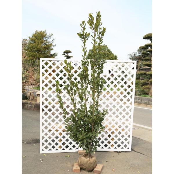 【ゲッケイジュ】（月桂樹） 読み：げっけいじゅ 学名：Laurus nobilis クスノキ科ゲッケイジュ属 常緑高木 別名：セイヨウニッケイ、ベイ、ベイリーフ、ローレル、ローリエ  【商品情報】 ゲッケイジュは勝利の冠で知られる黄金葉をつ...