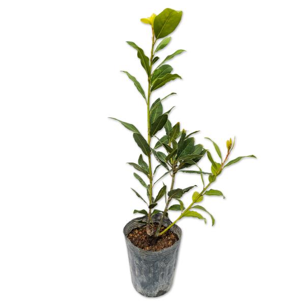 【ゲッケイジュ/オーレア】（月桂樹） 読み：げっけいじゅ/おーれあ 学名：Laurus nobilis クスノキ科ゲッケイジュ属 常緑高木 別名：ローリエ、ローレル  【商品情報】 ゲッケイジュは勝利の冠で知られる黄金葉をつける品種です。暖...