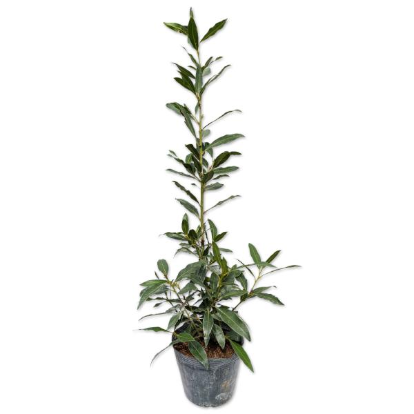 【ゲッケイジュ/オーレア】（月桂樹） 読み：げっけいじゅ/おーれあ 学名：Laurus nobilis クスノキ科ゲッケイジュ属 常緑高木 別名：ローリエ、ローレル  【商品情報】 ゲッケイジュは勝利の冠で知られる黄金葉をつける品種です。暖...