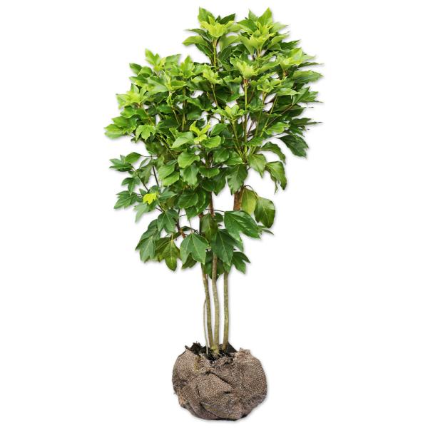 【カクレミノ】（隠蓑） 読み：かくれみの 学名：Dendropanax trifidus ウコギ科カクレミノ属 常緑高木 別名：カラミツデ、テングノウチワ、ミツデ、ミツナガシワ、 ミソブタ、ミゾブタカラミツデ  【名前の由来】 葉の形を雨具...