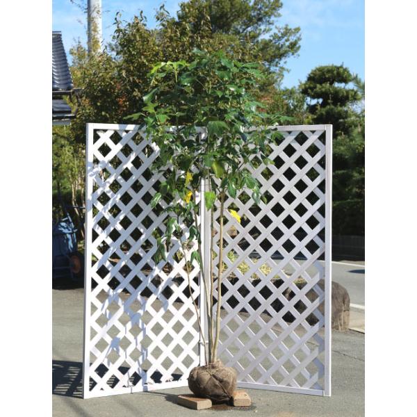 【カクレミノ】（隠蓑） 読み：かくれみの 学名：Dendropanax trifidus ウコギ科カクレミノ属 常緑高木 別名：カラミツデ、テングノウチワ、ミツデ、ミツナガシワ、 ミソブタ、ミゾブタカラミツデ  【名前の由来】 葉の形を雨具...