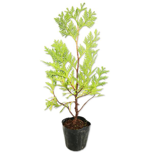 【グリーンコーン】 読み：ぐりーんこーん 学名：Thuja occidentalis ヒノキ科クロベ属 常緑高木  【商品情報】 グリーンコーンは移植や管理が容易でコニファーの中でもポピュラーな品種です。春から秋にかけて鮮やかな緑色をしてい...