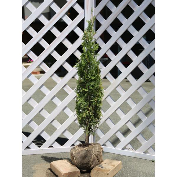 【グリーンコーン】 読み：ぐりーんこーん 学名：Thuja occidentalis ヒノキ科クロベ属 常緑高木  【商品情報】 グリーンコーンは移植や管理が容易でコニファーの中でもポピュラーな品種です。春から秋にかけて鮮やかな緑色をしてい...