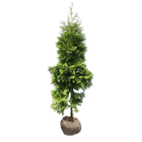 【グリーンコーン】 読み：ぐりーんこーん 学名：Thuja occidentalis ヒノキ科クロベ属 常緑高木  【商品情報】 グリーンコーンは移植や管理が容易でコニファーの中でもポピュラーな品種です。春から秋にかけて鮮やかな緑色をしてい...