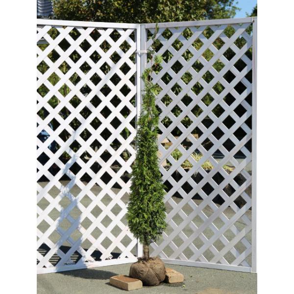 【グリーンコーン】 読み：ぐりーんこーん 学名：Thuja occidentalis ヒノキ科クロベ属 常緑高木  【商品情報】 グリーンコーンは移植や管理が容易でコニファーの中でもポピュラーな品種です。春から秋にかけて鮮やかな緑色をしてい...