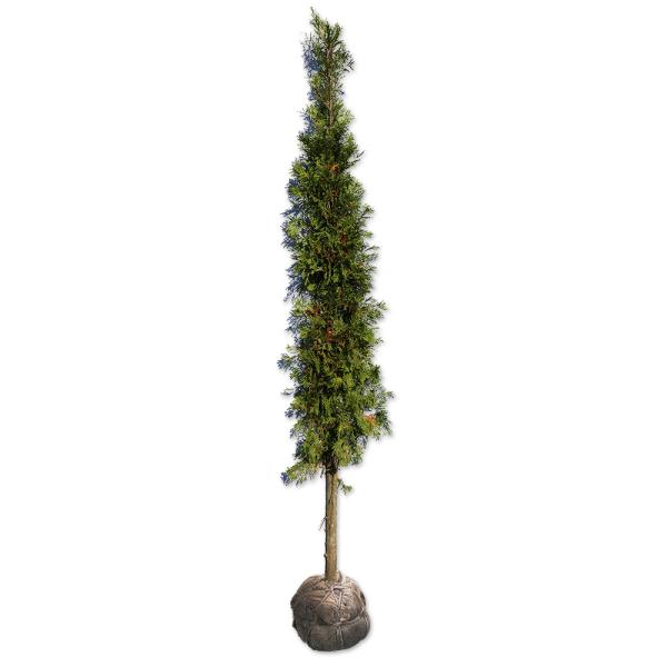 【グリーンコーン】 読み：ぐりーんこーん 学名：Thuja occidentalis ヒノキ科クロベ属 常緑高木  【商品情報】 グリーンコーンは移植や管理が容易でコニファーの中でもポピュラーな品種です。春から秋にかけて鮮やかな緑色をしてい...