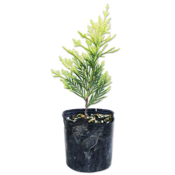 【ゴールドライダー】 読み：ごーるどらいだー 学名：Cupressocyparis leylandii 'Gold Rider' ヒノキ科レイランドヒノキ属 常緑高木  【商品情報】 ゴールドライダーはレイランディの黄金品種です。葉は一年中...