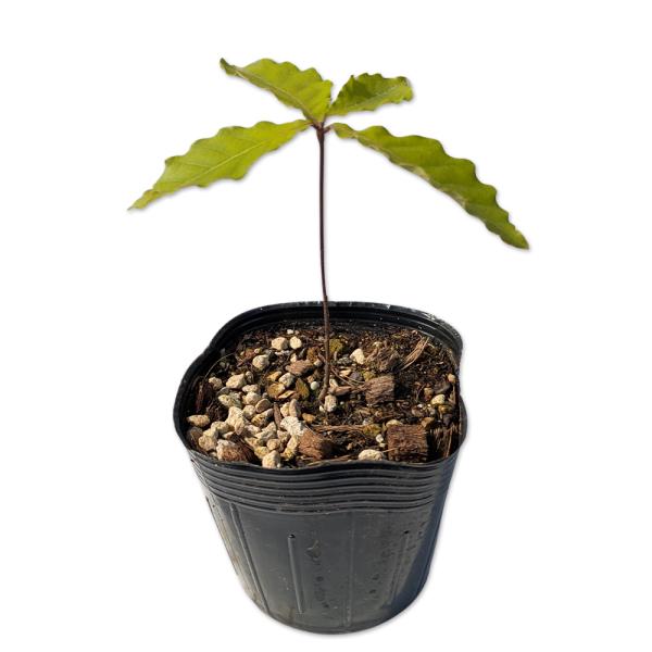 【コナラ】学名：Quercus serrata 読み：こなら 学名：Quercus serrata ブナ科コナラ属 落葉高木  【商品情報】 コナラはドングリがなる木として知られています。10月ごろに2ｃｍ程度のドングリがなります。葉は青々...