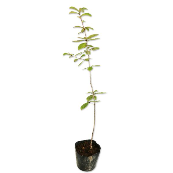 【コナラ】学名：Quercus serrata 読み：こなら 学名：Quercus serrata ブナ科コナラ属 落葉高木  【商品情報】 コナラはドングリがなる木として知られています。10月ごろに2ｃｍ程度のドングリがなります。葉は青々...