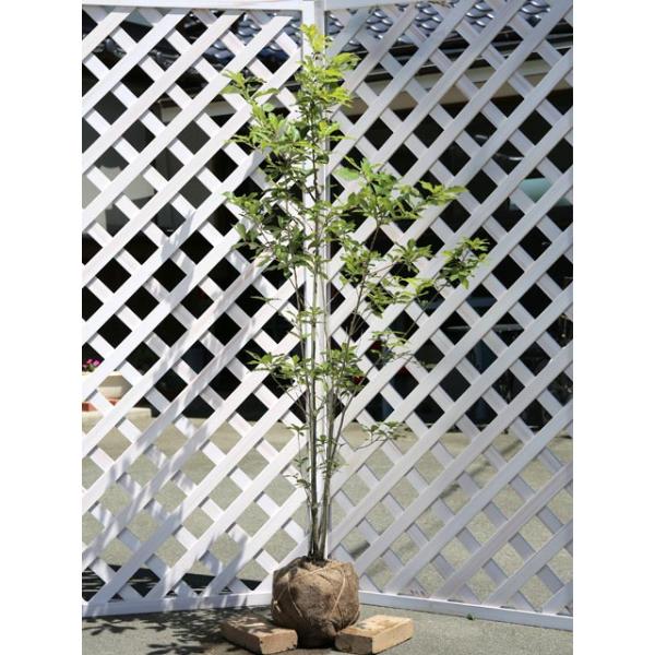 【コナラ】学名：Quercus serrata 読み：こなら 学名：Quercus serrata ブナ科コナラ属 落葉高木  【商品情報】 コナラはドングリがなる木として知られています。10月ごろに2ｃｍ程度のドングリがなります。葉は青々...