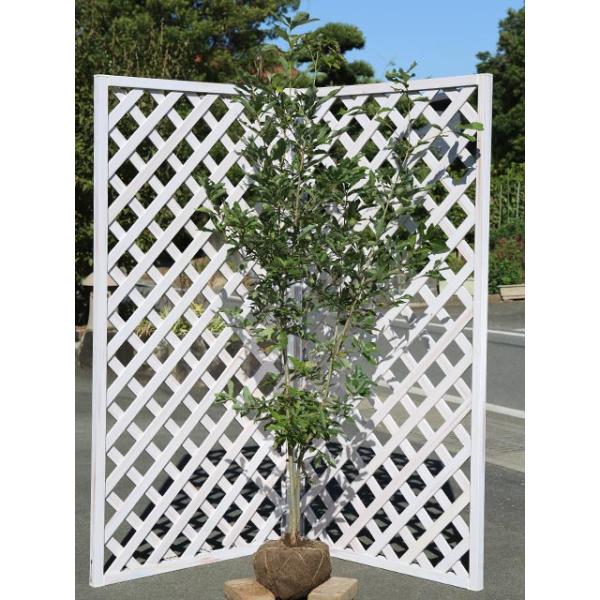 【コナラ】学名：Quercus serrata 読み：こなら 学名：Quercus serrata ブナ科コナラ属 落葉高木  【商品情報】 コナラはドングリがなる木として知られています。10月ごろに2ｃｍ程度のドングリがなります。葉は青々...