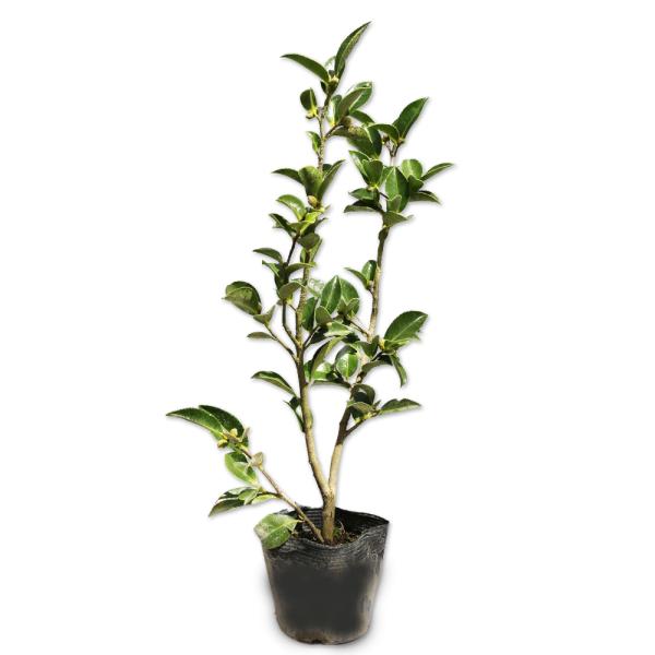 【カンツバキ】（寒椿） 読み：かんつばき 学名：Camellia sasanqua ツバキ科ツバキ属 常緑低木  【商品情報】 寒椿はその年に伸びた枝の先端近くに数個の花芽を付け10〜12月に開花します。公害に強く剛健な品種です。花は6〜7...