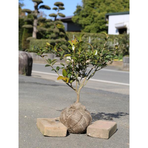 【カンツバキ】（寒椿） 読み：かんつばき 学名：Camellia sasanqua ツバキ科ツバキ属 常緑低木  【商品情報】 寒椿はその年に伸びた枝の先端近くに数個の花芽を付け10〜12月に開花します。公害に強く剛健な品種です。花は6〜7...