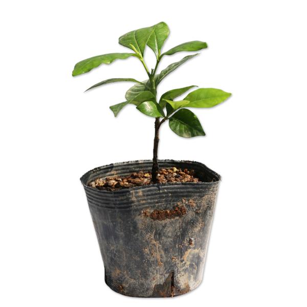 【クチナシ】（ガーデニア） 読み：くちなし 学名：Gardenia jasminoides アカネ科クチナシ属 常緑低木  【商品情報】 クチナシは香りが良い花が有名です。梅雨の時期に白く綺麗な約5ｃｍ前後の花が咲きます。多くの品種があり人...