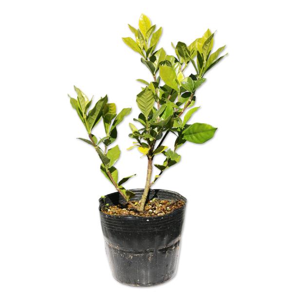 【クチナシ】（ガーデニア） 読み：くちなし 学名：Gardenia jasminoides アカネ科クチナシ属 常緑低木  【商品情報】 クチナシは香りが良い花が有名です。梅雨の時期に白く綺麗な約5ｃｍ前後の花が咲きます。多くの品種があり人...